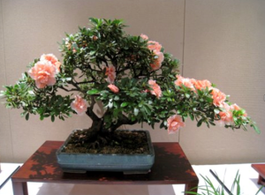 Azaleas: Brenda Parker | Bonsai Society of Australia Inc.