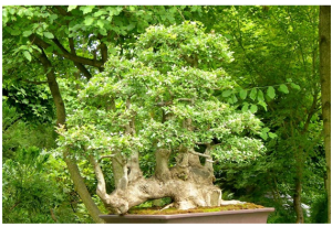 Crafting Raft Bonsai: Top Techniques and Plant Choices | Bonsai Society ...