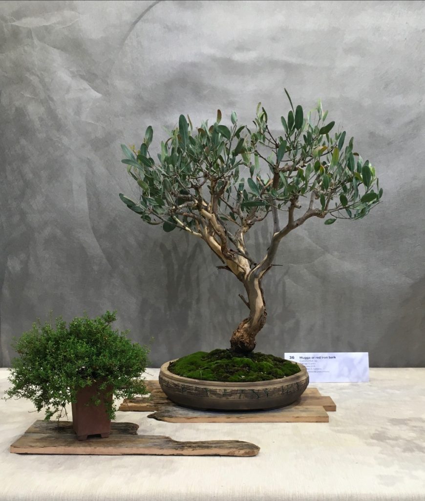 Australian Plants As Bonsai 2025 | Bonsai Society of Australia Inc.